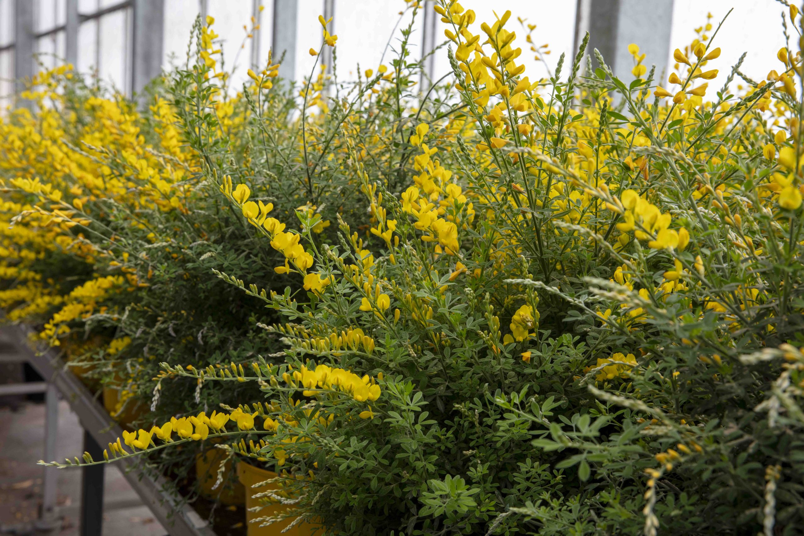 DEXX DRIVE - Euralimentaire